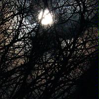 Rabbit Moon : Harlequin Songs Download, MP3 Song Download Free Online ...